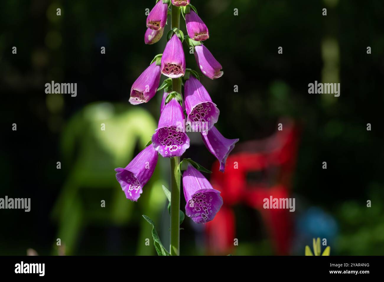 Common foxglove flowers close up Stock Photo - Alamy