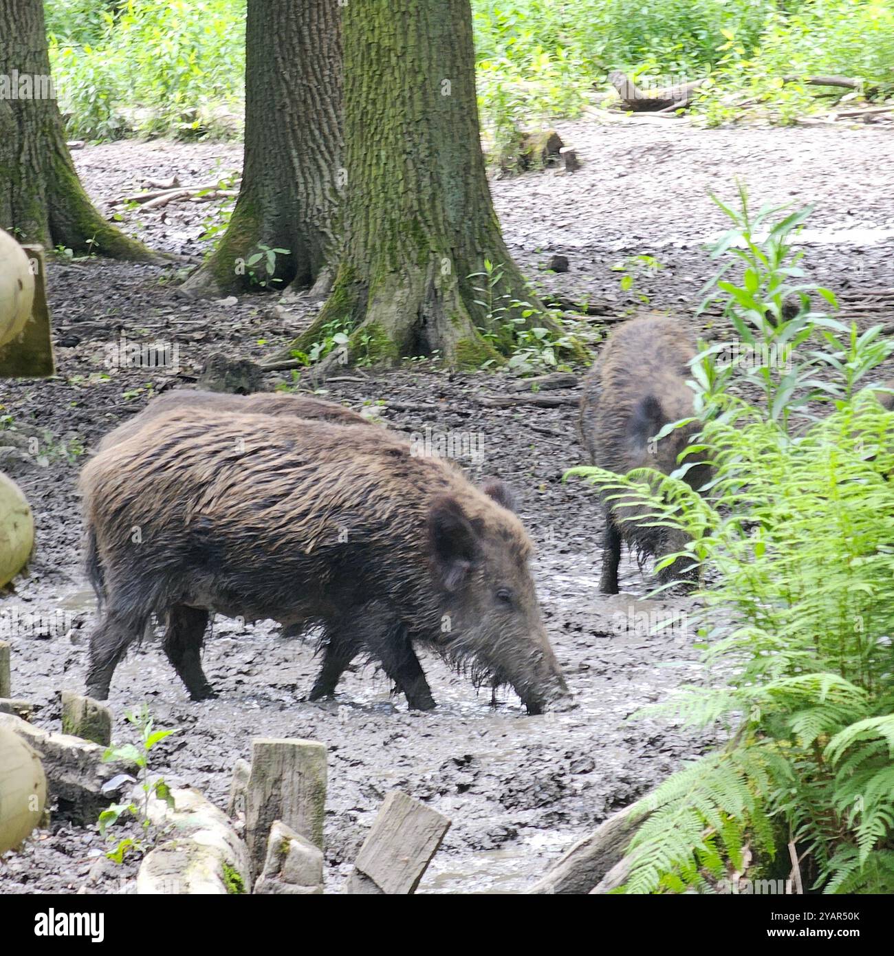 Boar in the wilderness hi-res stock photography and images - Alamy