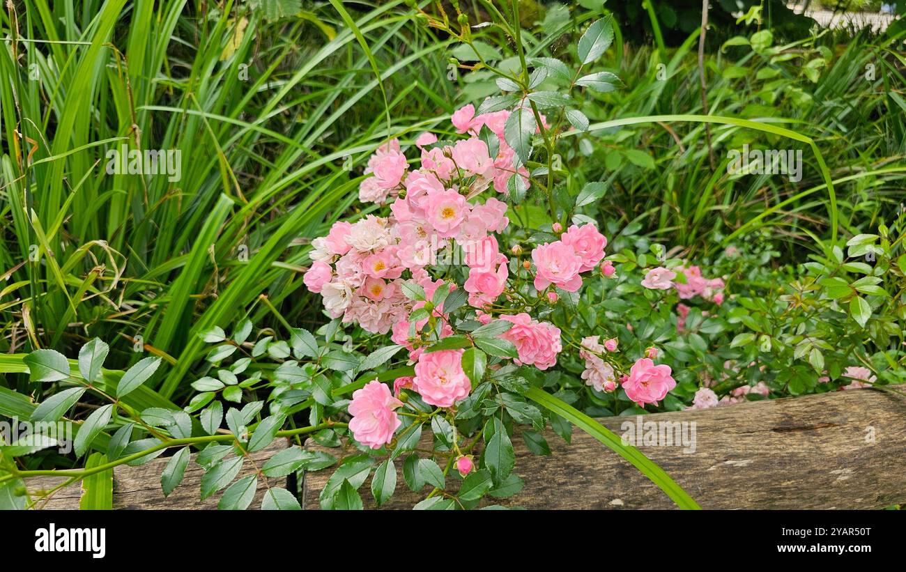 Rosa Damascena, known as the Damascus rose - pink, oleaginous ...