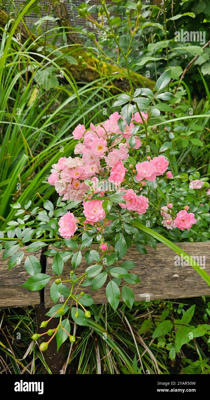 Rosa Damascena, known as the Damascus rose - pink, oleaginous ...