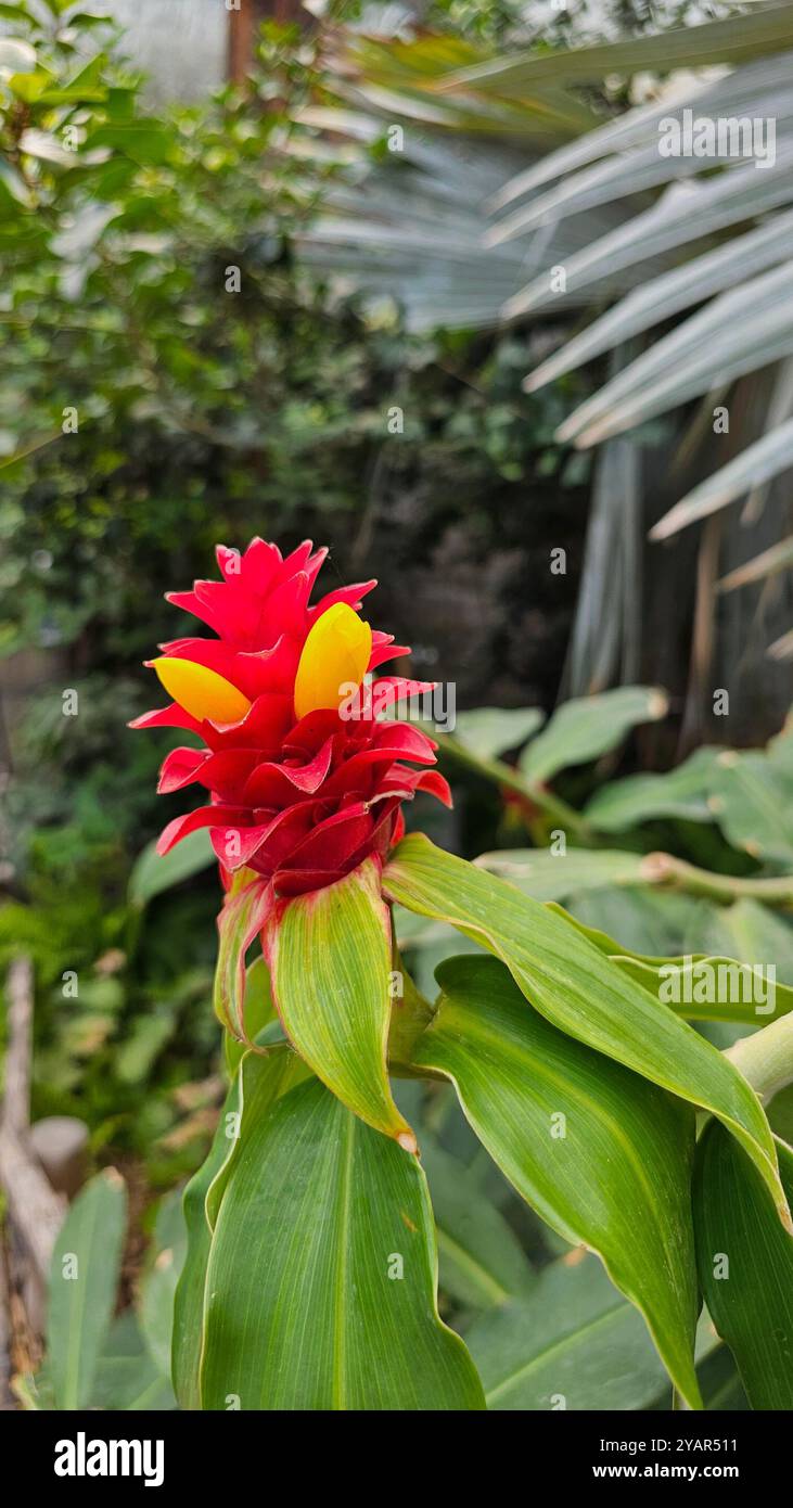 Siam tulip ginger flower hi-res stock photography and images - Alamy