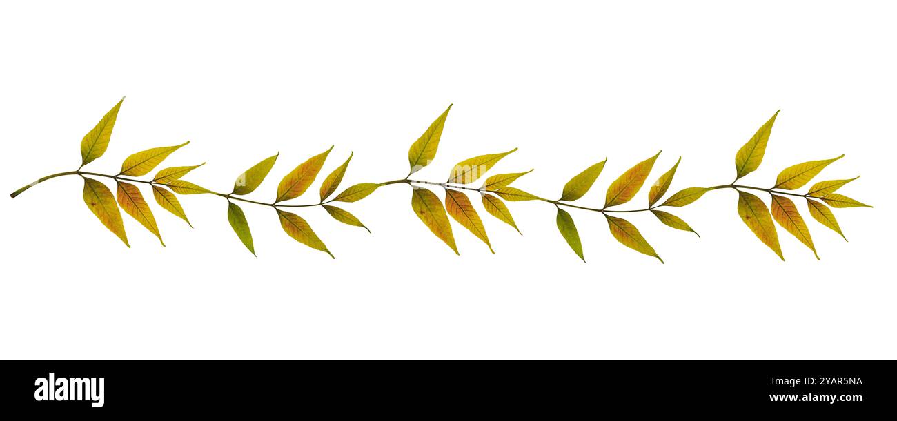 Autumn garland of ash tree leaves. Dry pressed ash leaves isolated on a ...