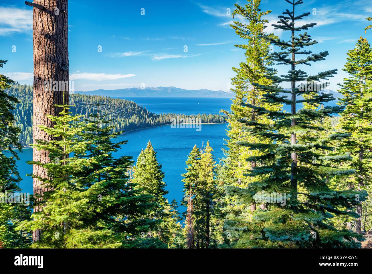 California forest landmark hi-res stock photography and images - Alamy