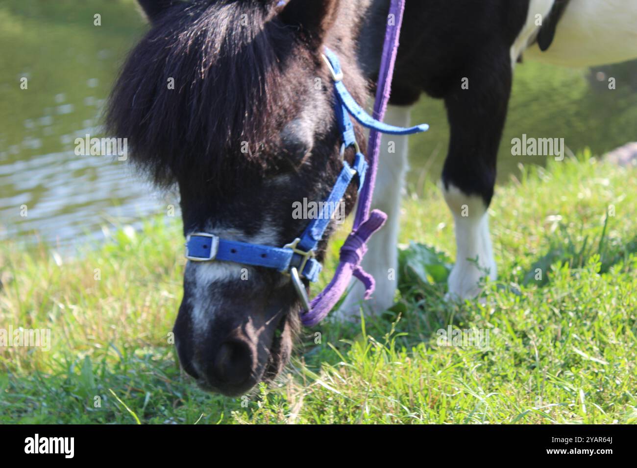 Small Horse Eating Grass close-up. Grazing and walking ruminants Stock ...