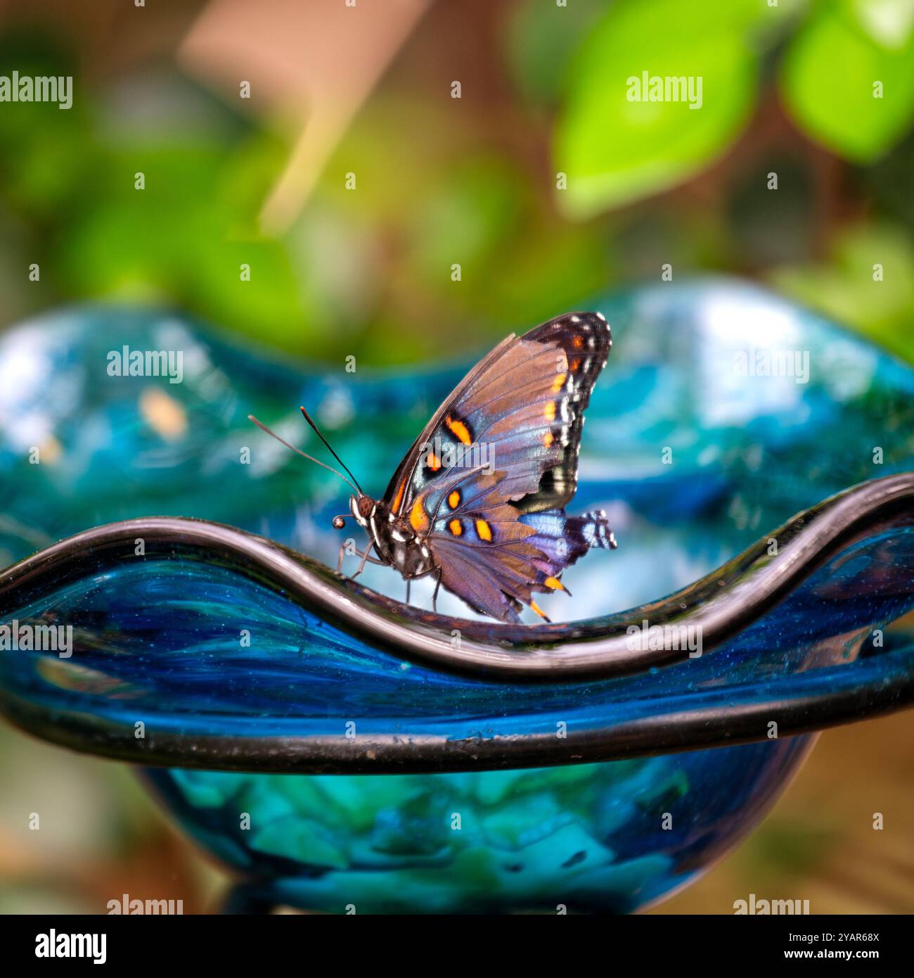 Tree sap feeder hi-res stock photography and images - Alamy