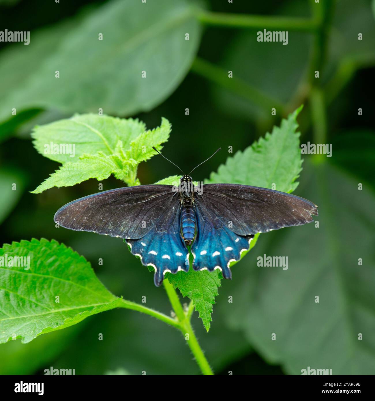 The pipevine swallowtail butterfly feeds on nectar, mainly from flowers ...