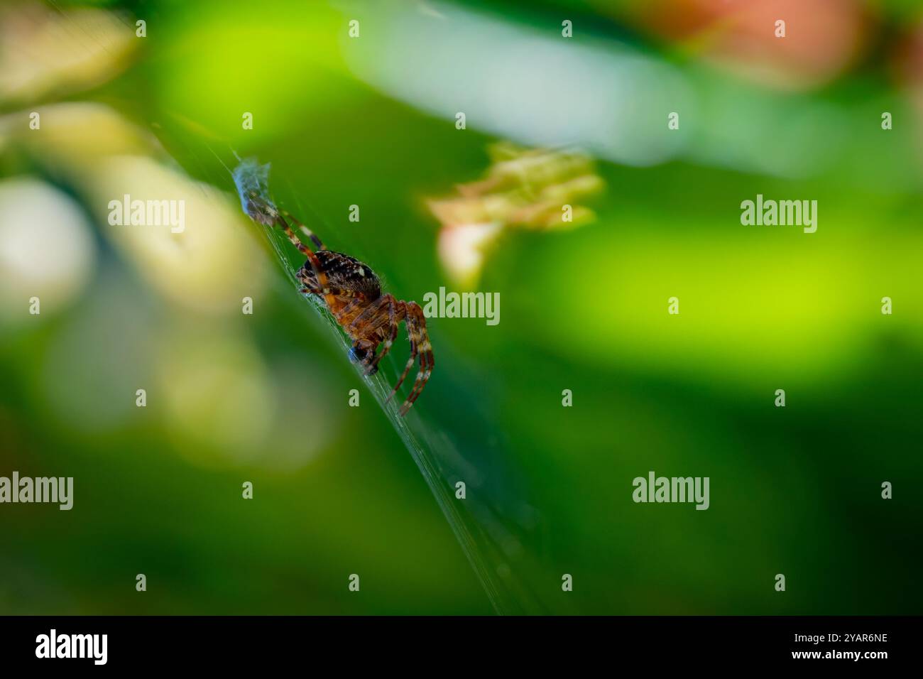A cross orbweaver spider (Araneus diadematus) hanging out in its web in ...