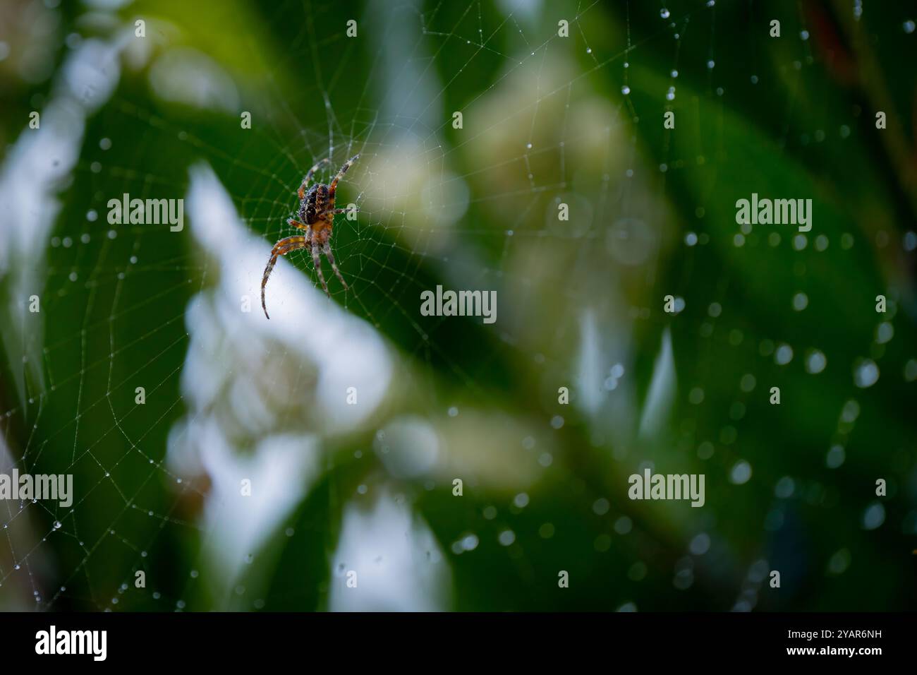 A cross orbweaver spider (Araneus diadematus) hanging out in its web in ...