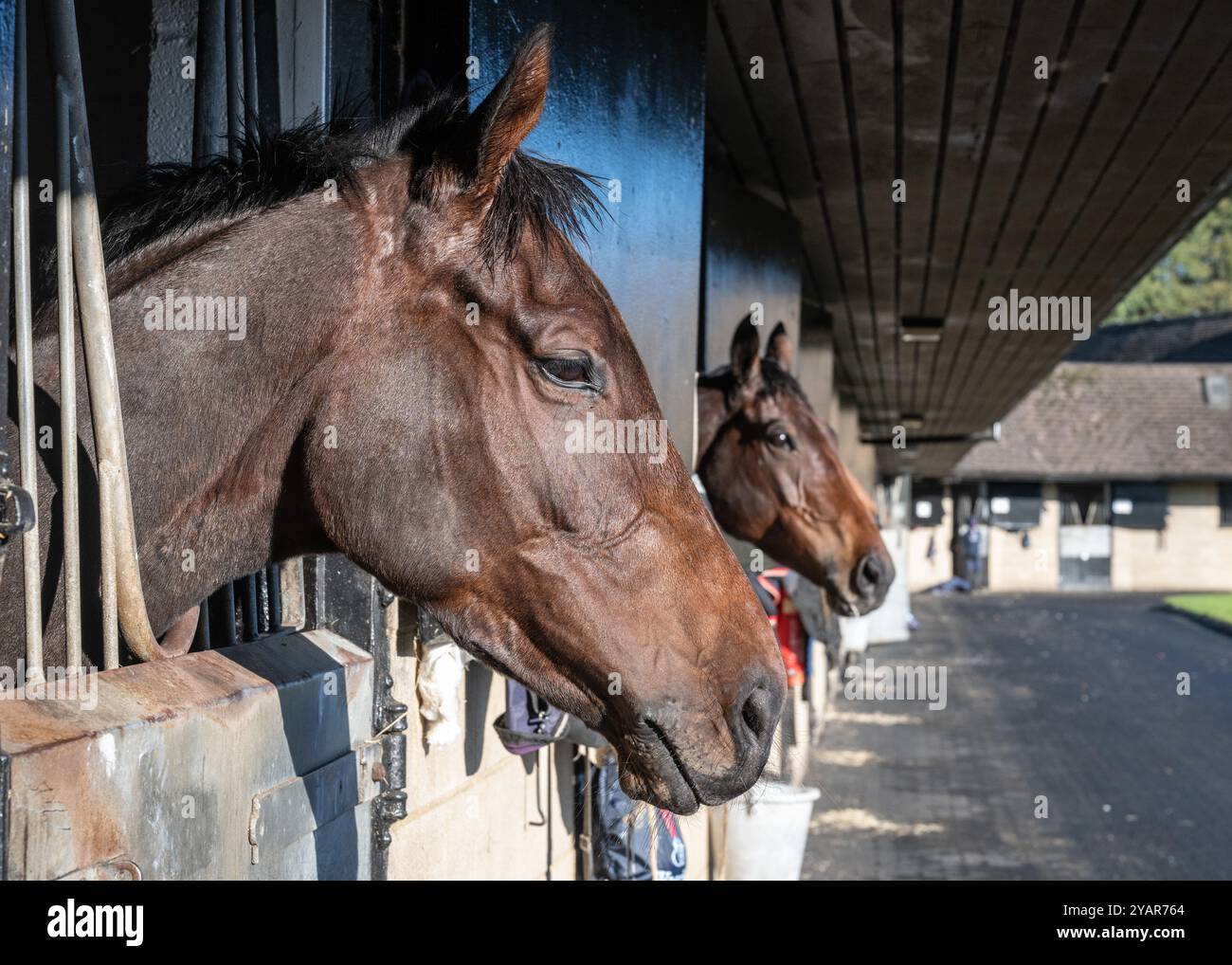 O'Neill Racing - Jackdaws Castle - Oct 2024 Stock Photo - Alamy