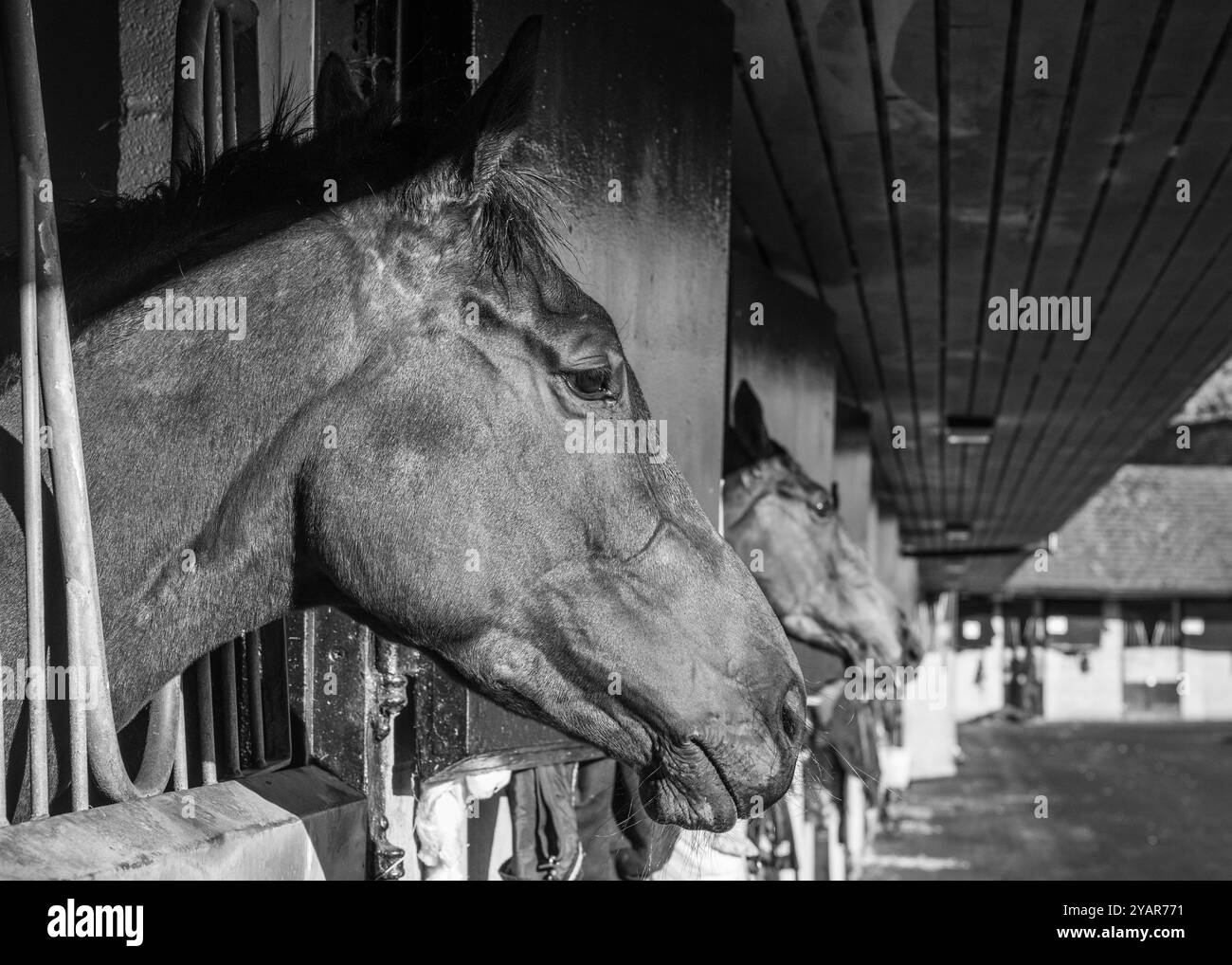 Jonjo o’neill when he was a jockey hi-res stock photography and images ...