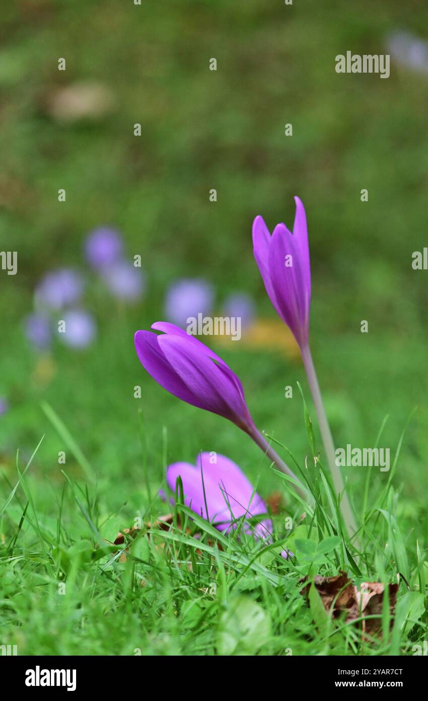 Meadow saffron - Colchicum autumnale in the Botanical Garden in Vienna ...