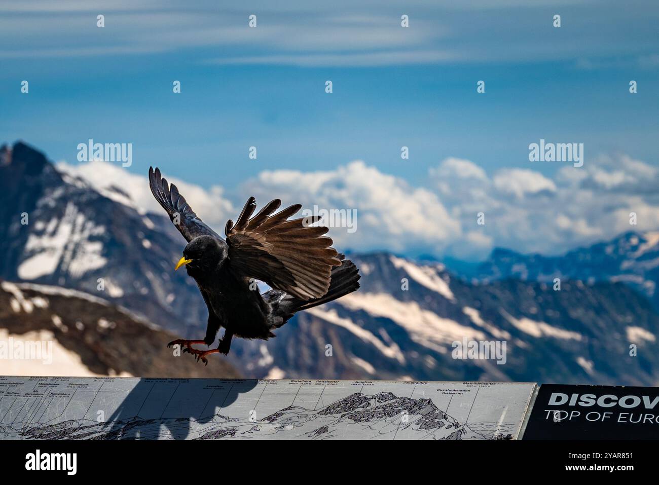 Alpine birds hi-res stock photography and images - Alamy