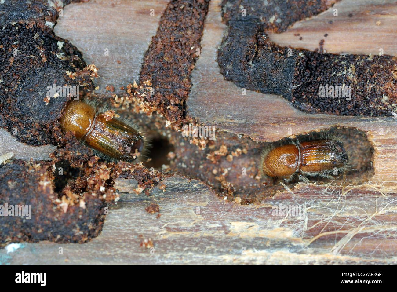 Spruce bark beetle hi-res stock photography and images - Alamy