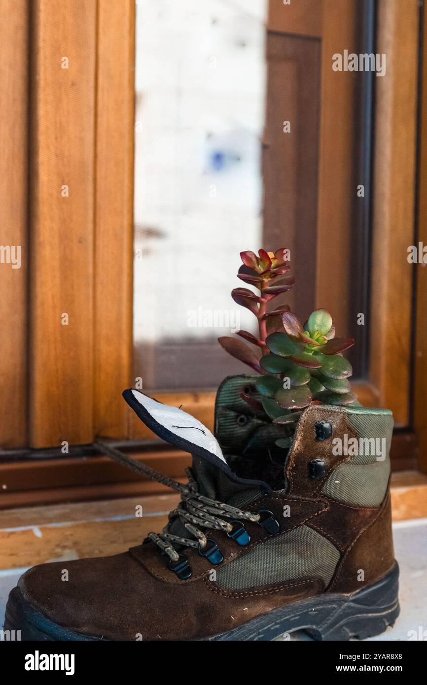 Plant inside trekking shoe in the the Camino de Santiagos in the ...