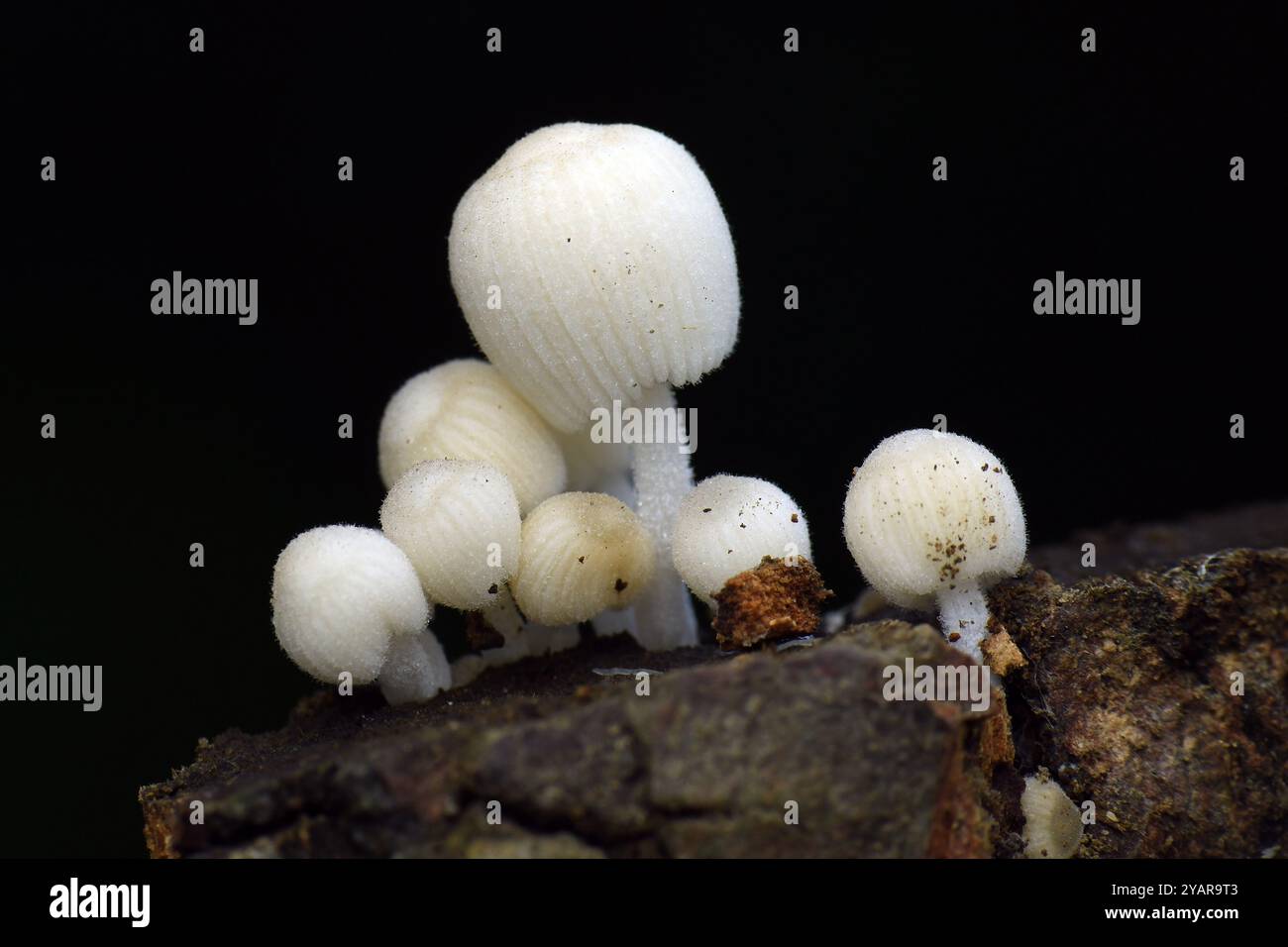 Nature’s little wonders: mushrooms popping up everywhere Stock Photo ...