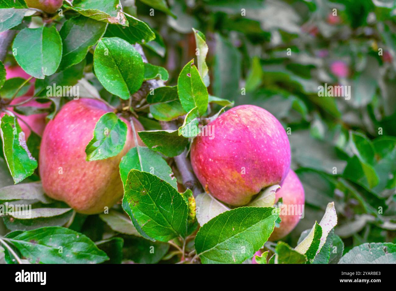Red apples high resolution hi-res stock photography and images - Alamy
