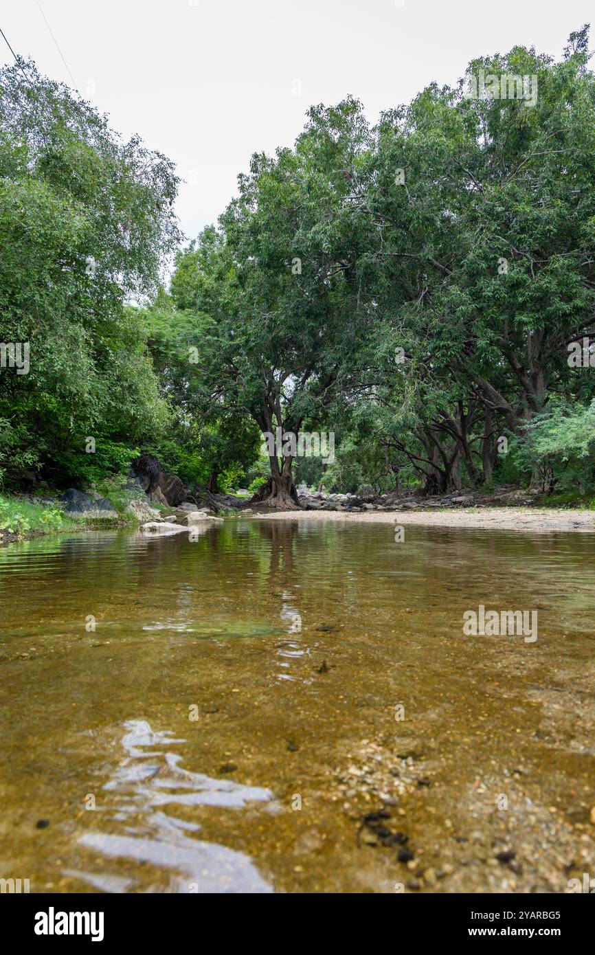 Tranquil Rainforest Scene with Calm river Water and Dense Greenery at ...