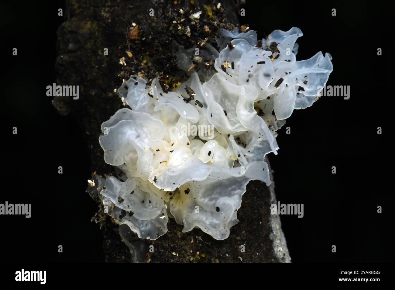 Mushrooms popping up hi-res stock photography and images - Alamy