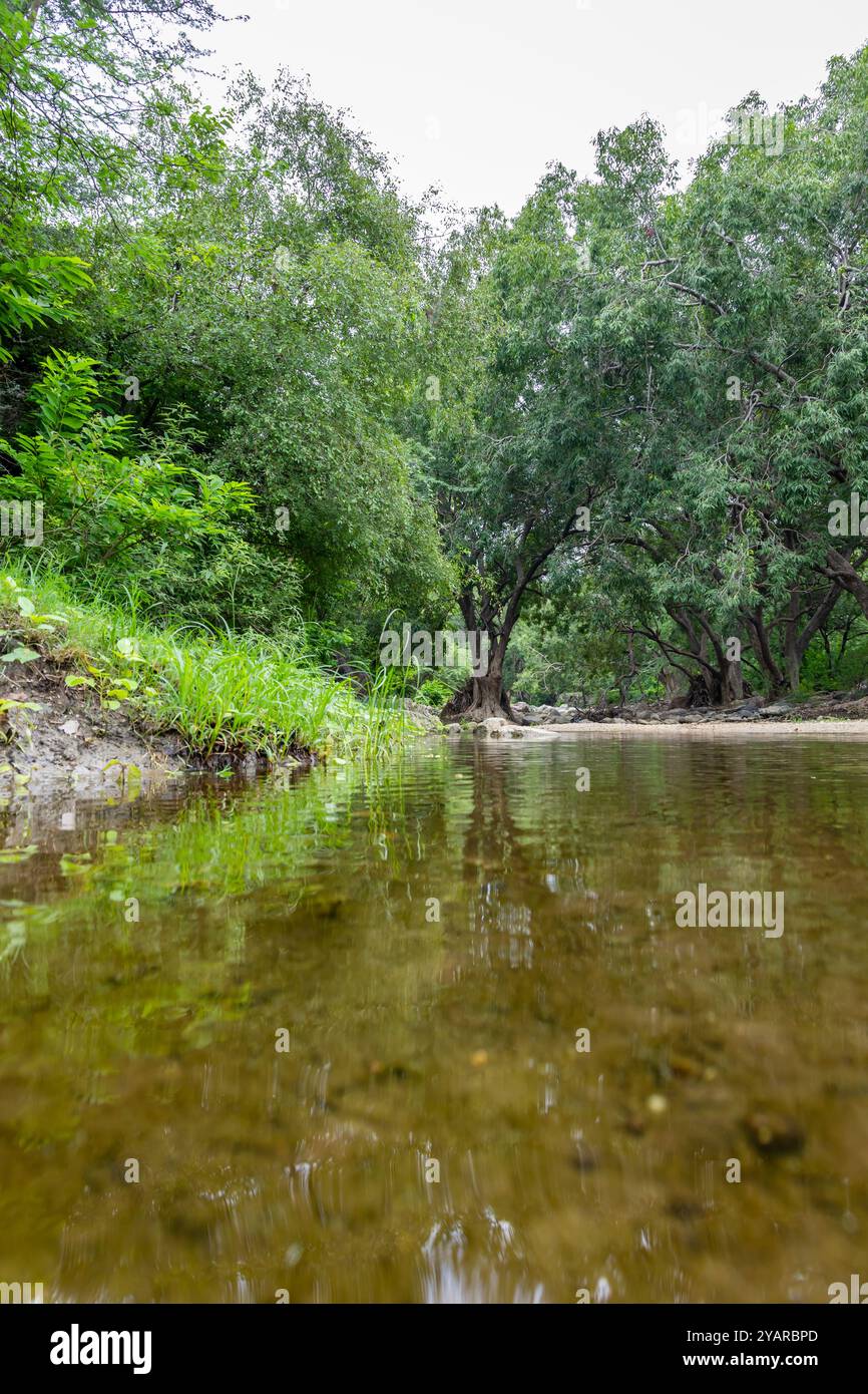 Serene rainforest hi-res stock photography and images - Alamy