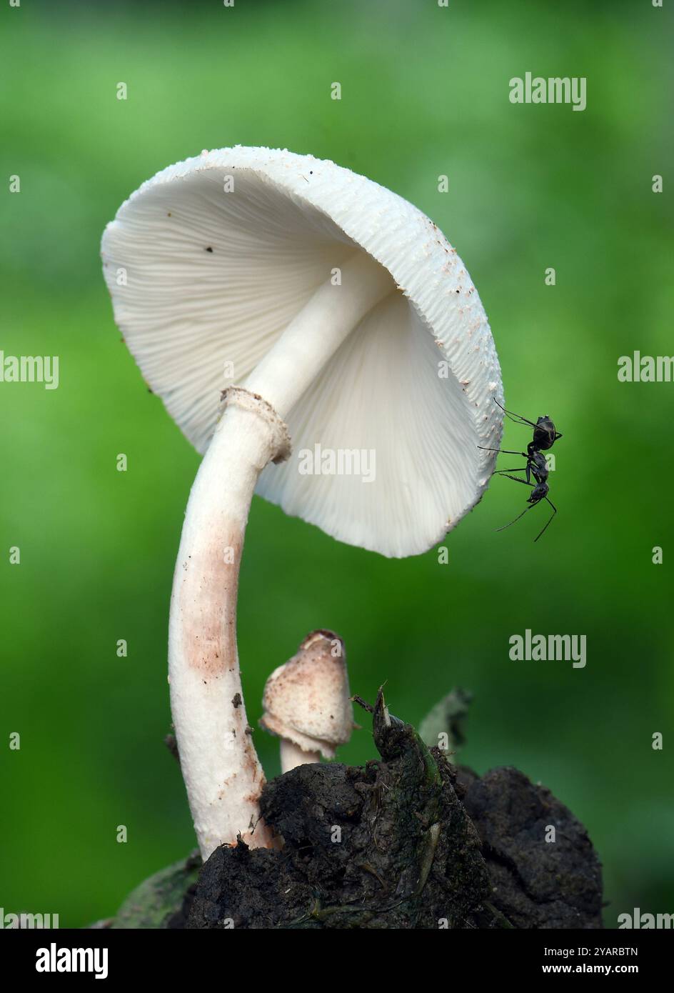 Nature’s little wonders: mushrooms popping up everywhere Stock Photo ...
