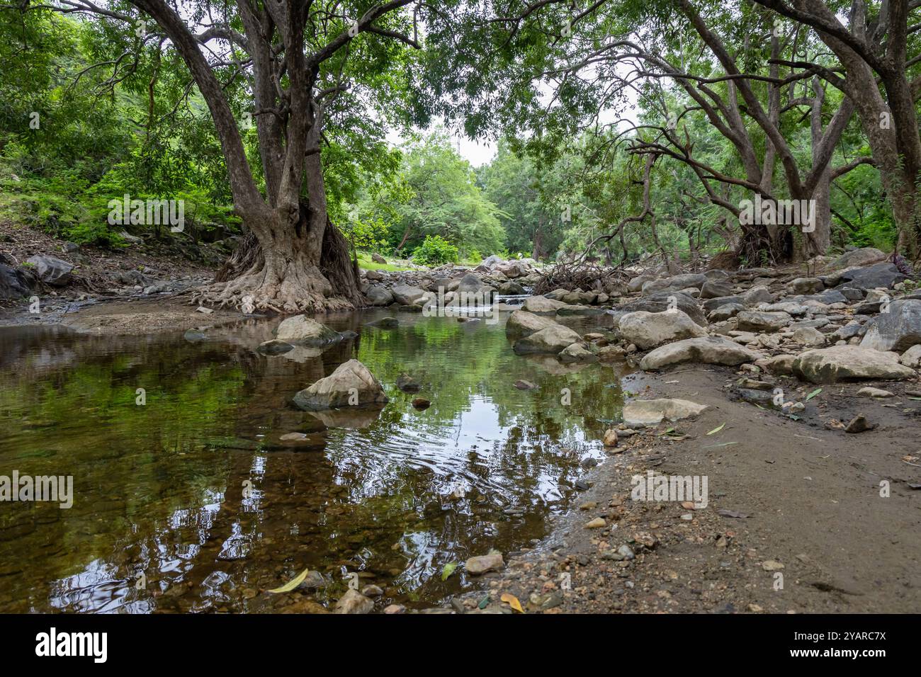 Tranquil Rainforest Scene with Calm river Water and Dense Greenery at ...