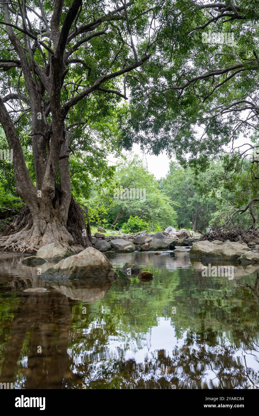 Tranquil Rainforest Scene with Calm river Water and Dense Greenery at ...