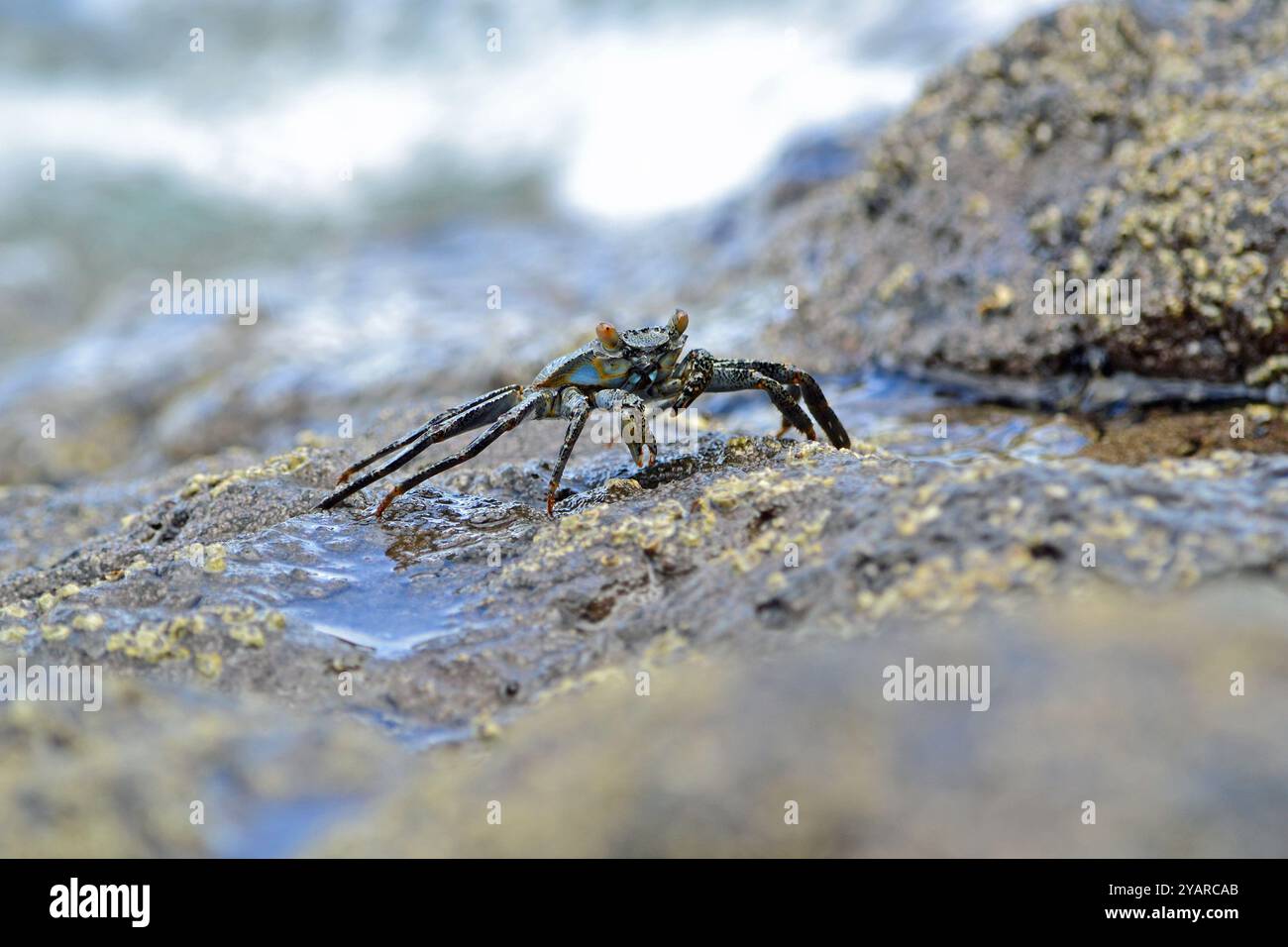 Rock with algae hi-res stock photography and images - Alamy
