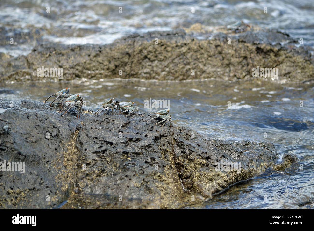 Tiny crabs on a rock, eating algae, on a beach in Costa Rica Stock ...