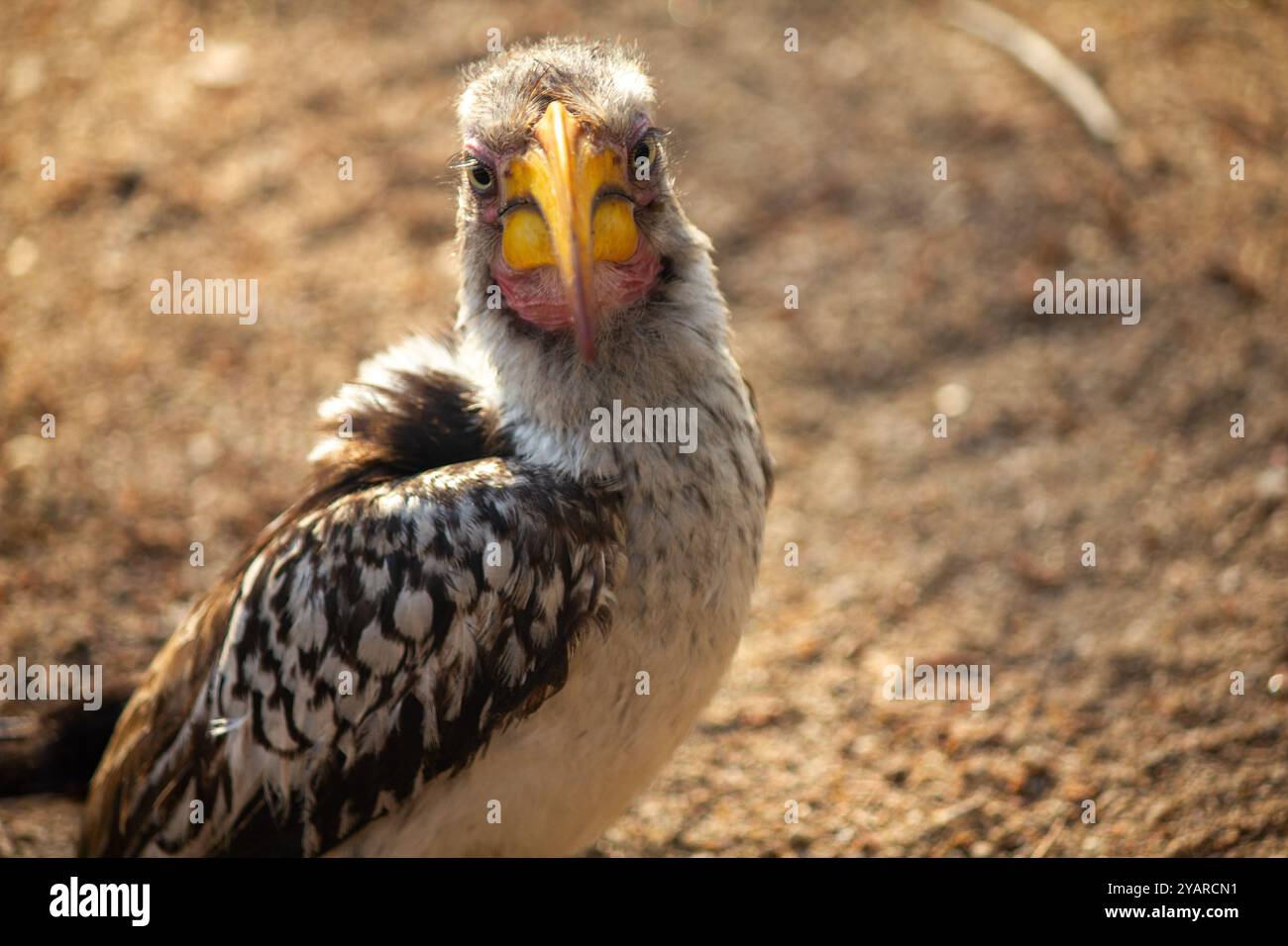 Serious hornbill hi-res stock photography and images - Alamy