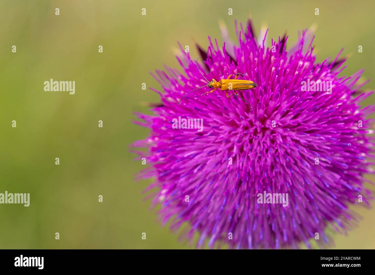 Brown flower beetle hi-res stock photography and images - Alamy