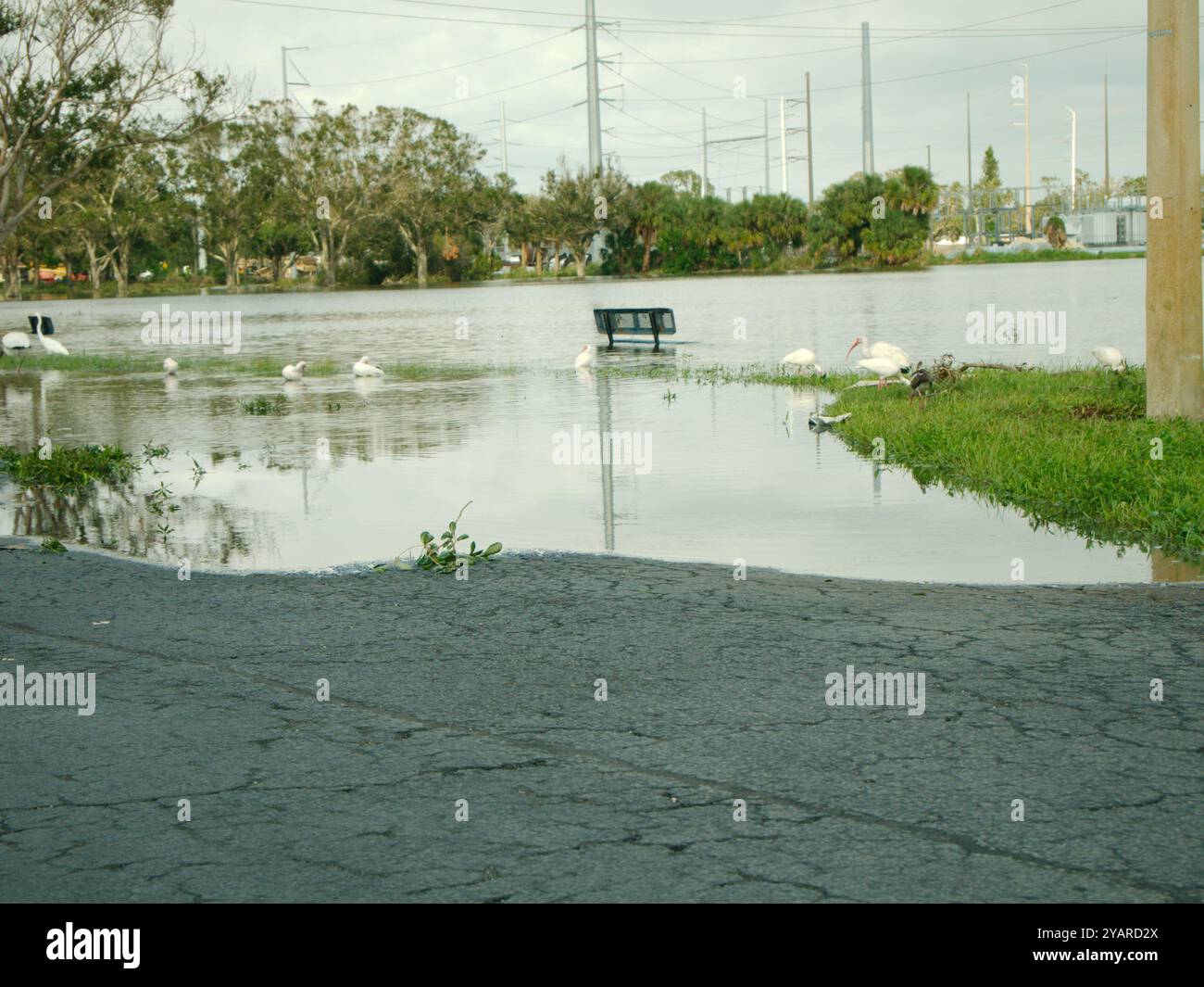 View out over flooded parking lot to multiple American white ibis ...