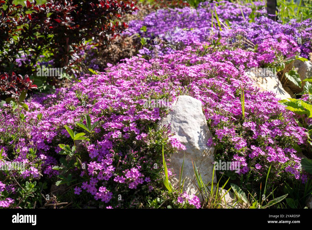 Pink rock garden flower hi-res stock photography and images - Alamy