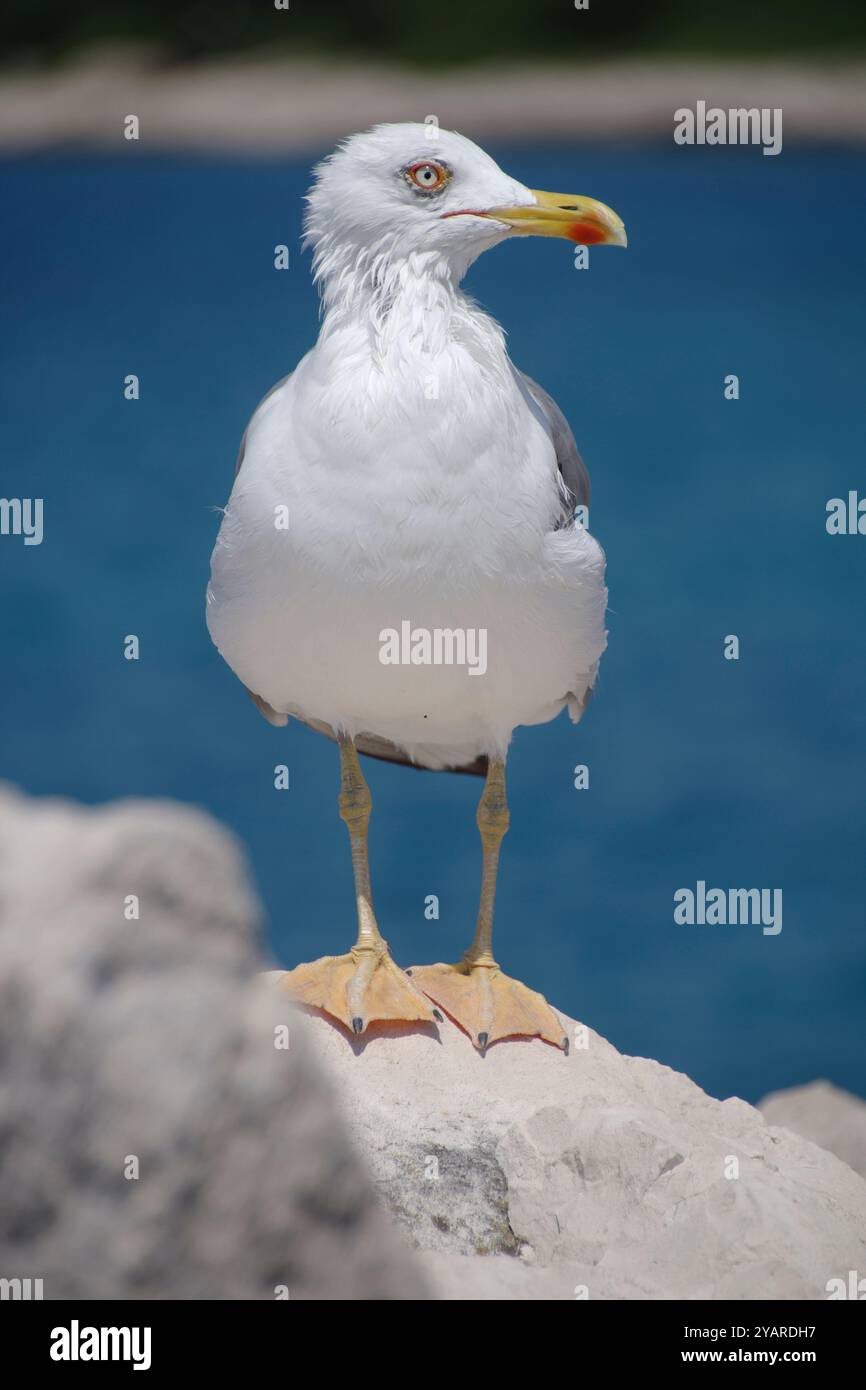 Mew island hi-res stock photography and images - Alamy