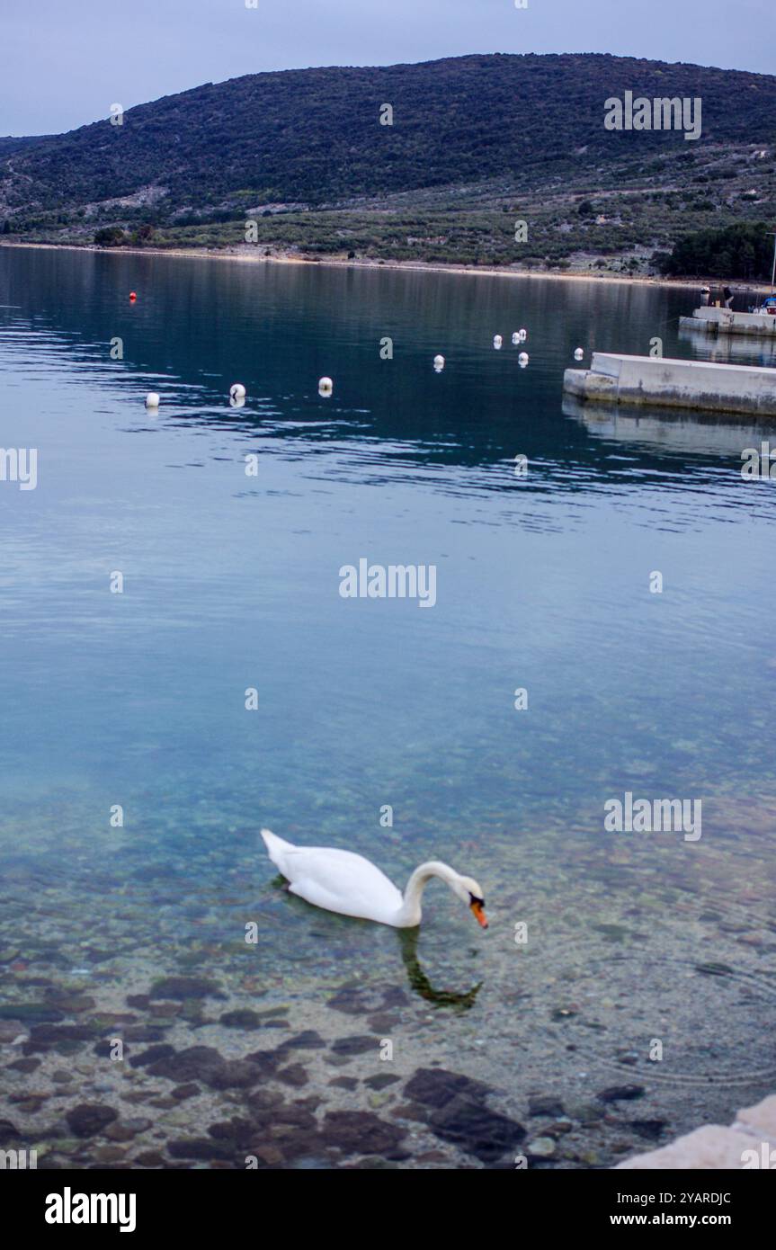 Swan at sea Stock Photo - Alamy