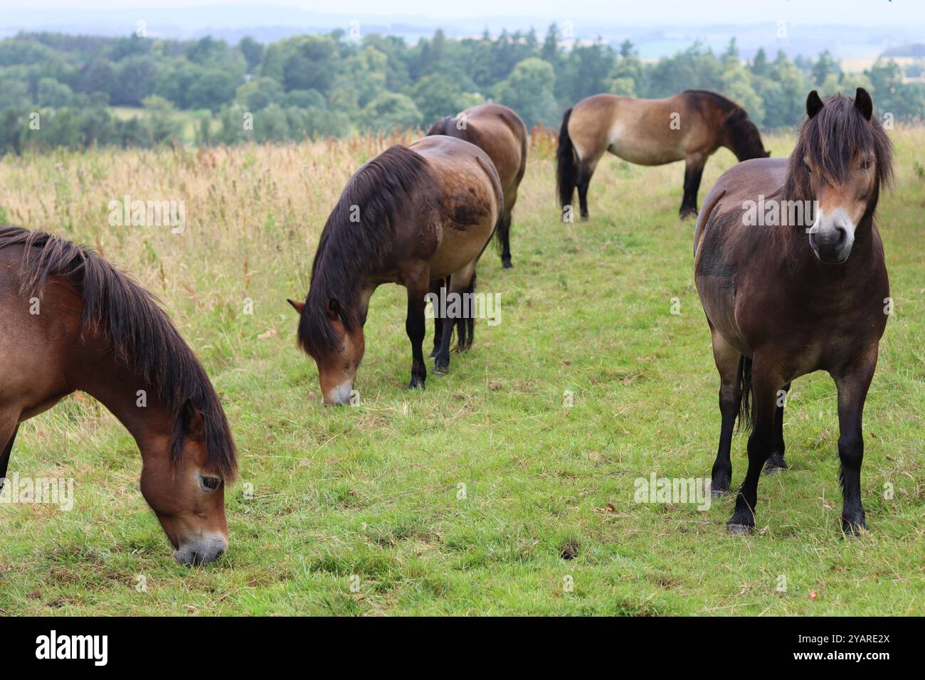 Group of ponies hi-res stock photography and images - Alamy