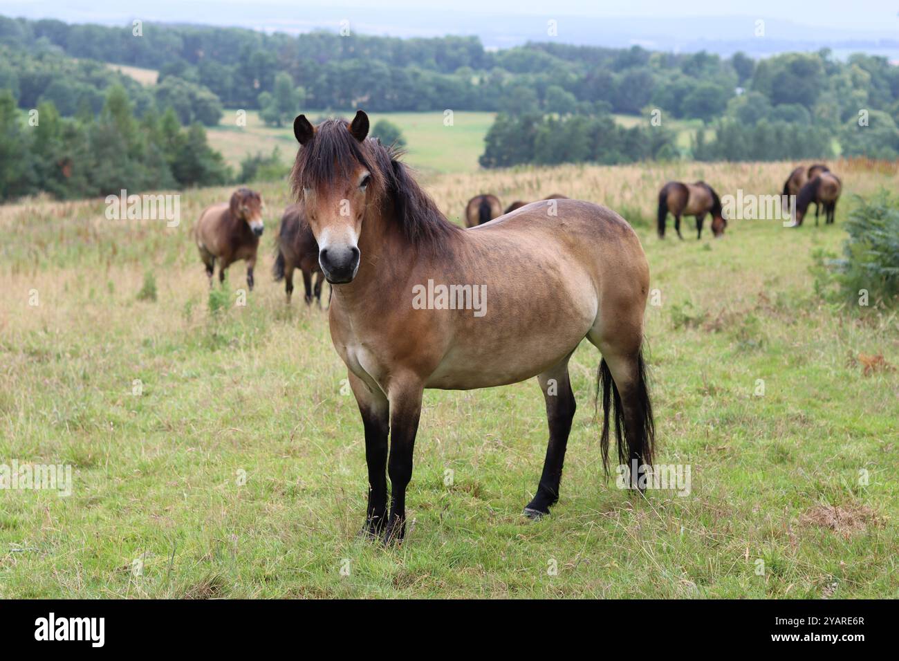 Group of ponies hi-res stock photography and images - Alamy