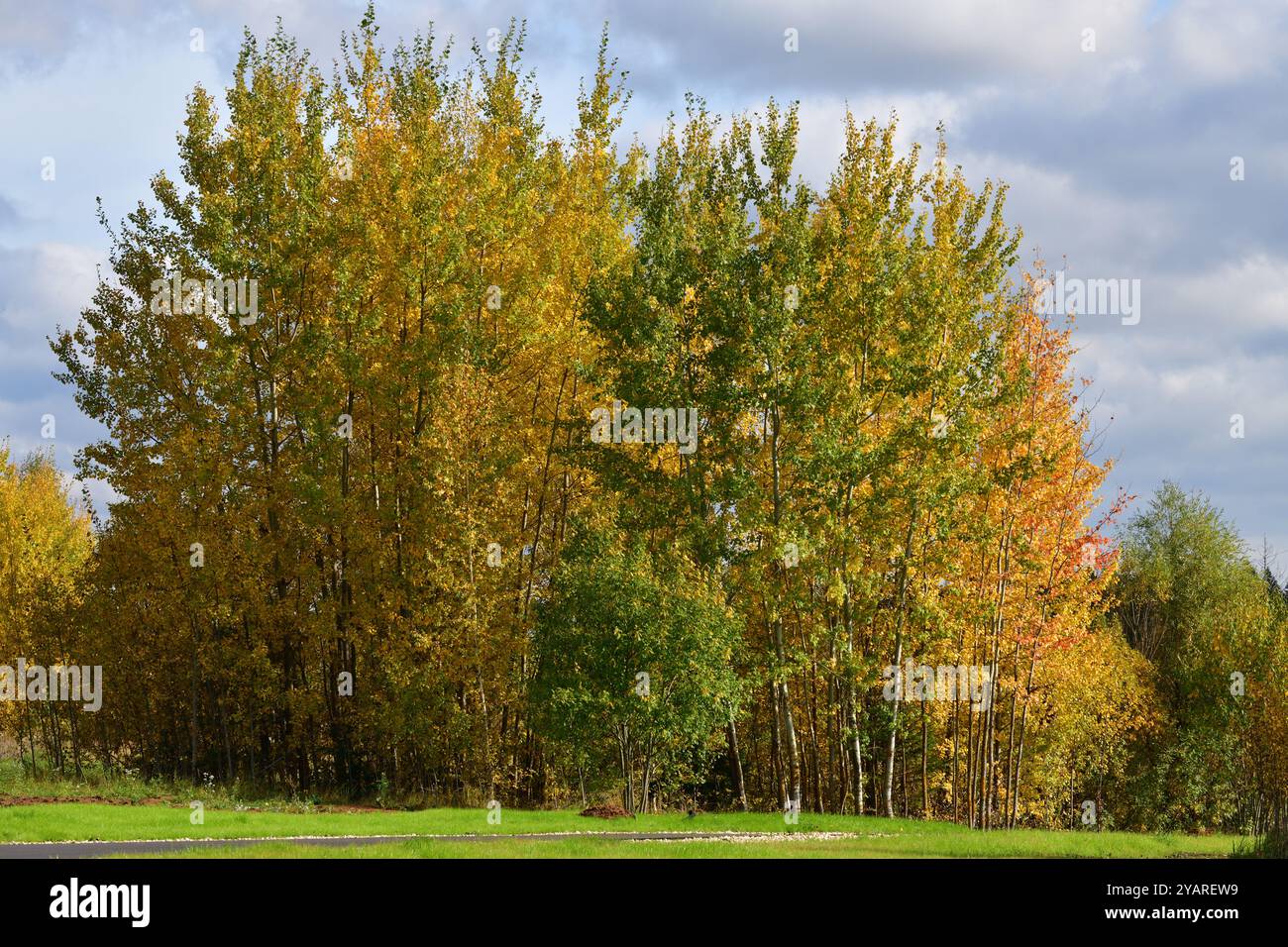Golden autumn in a nature park in Russia Stock Photo - Alamy