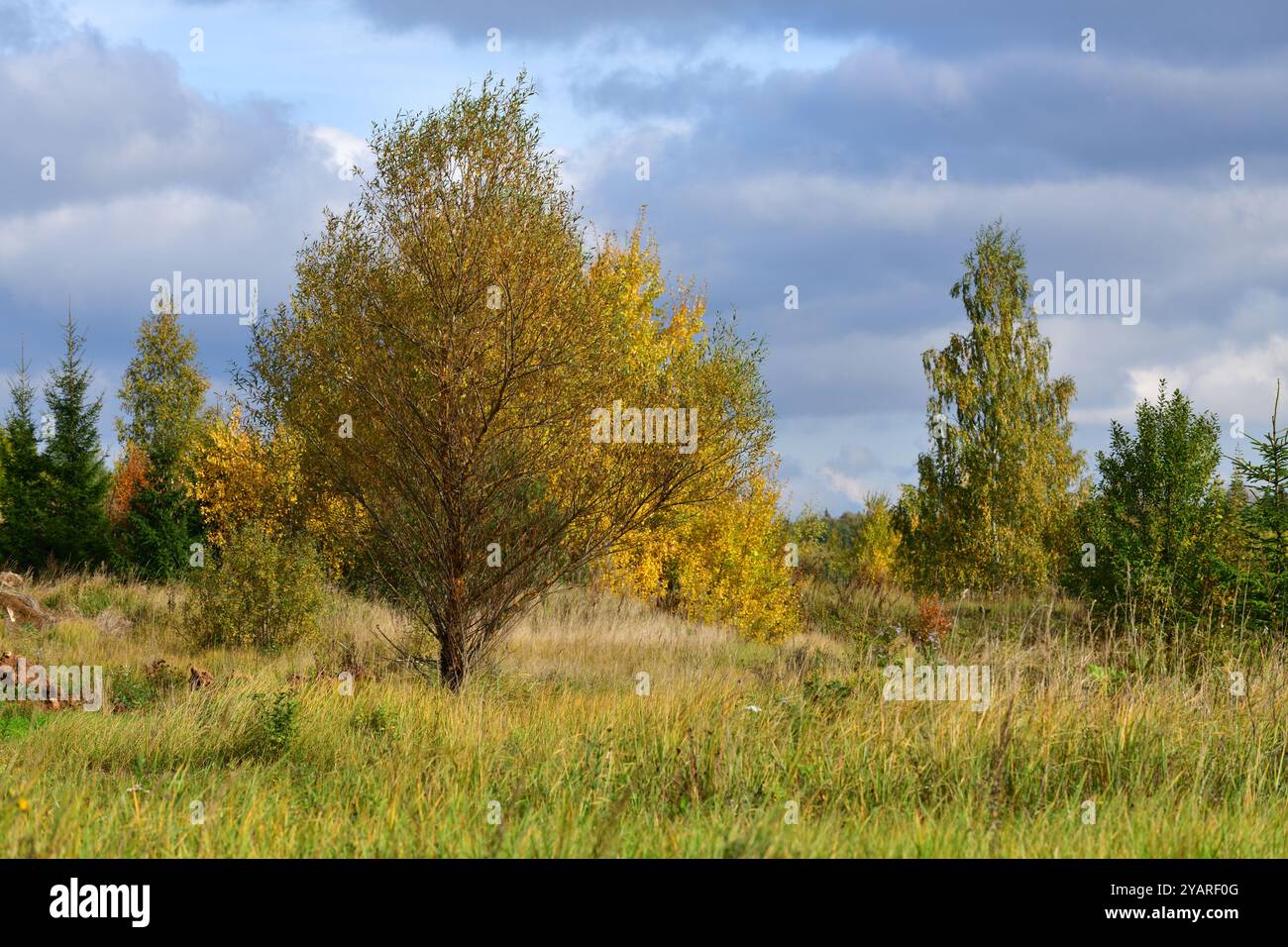 Golden autumn in a nature park in Russia Stock Photo - Alamy