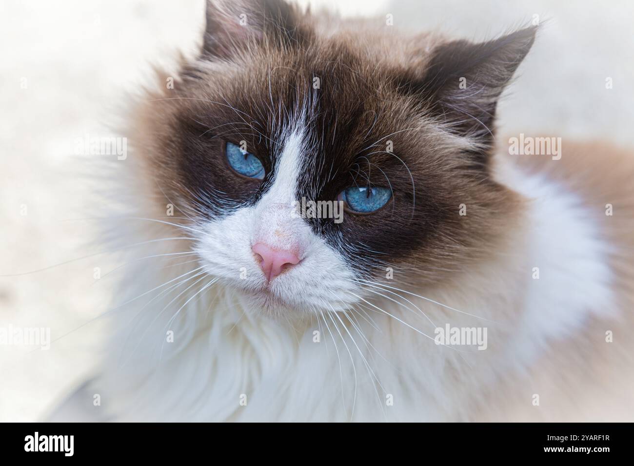 Close up face of a cat with blue eyes, a pink nose and some siamese ...