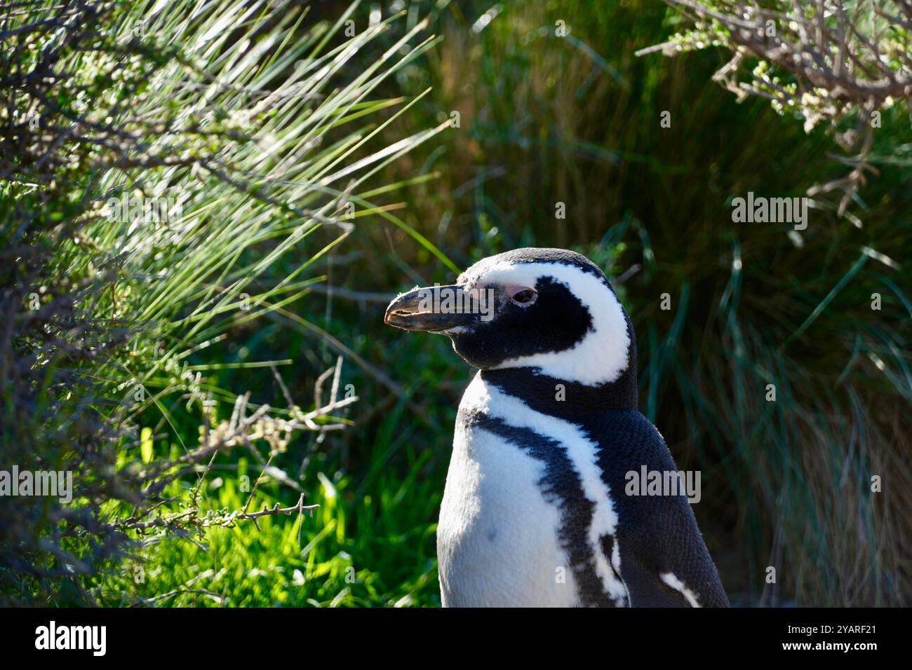 Punta Tombo, Argentina, is home to the world's largest continental ...