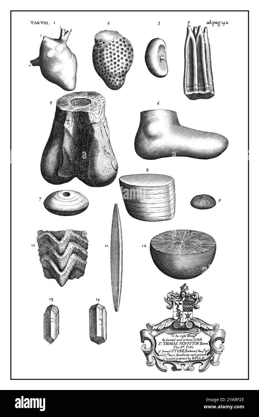 Illustration natural history Cut Out Stock Images & Pictures - Alamy