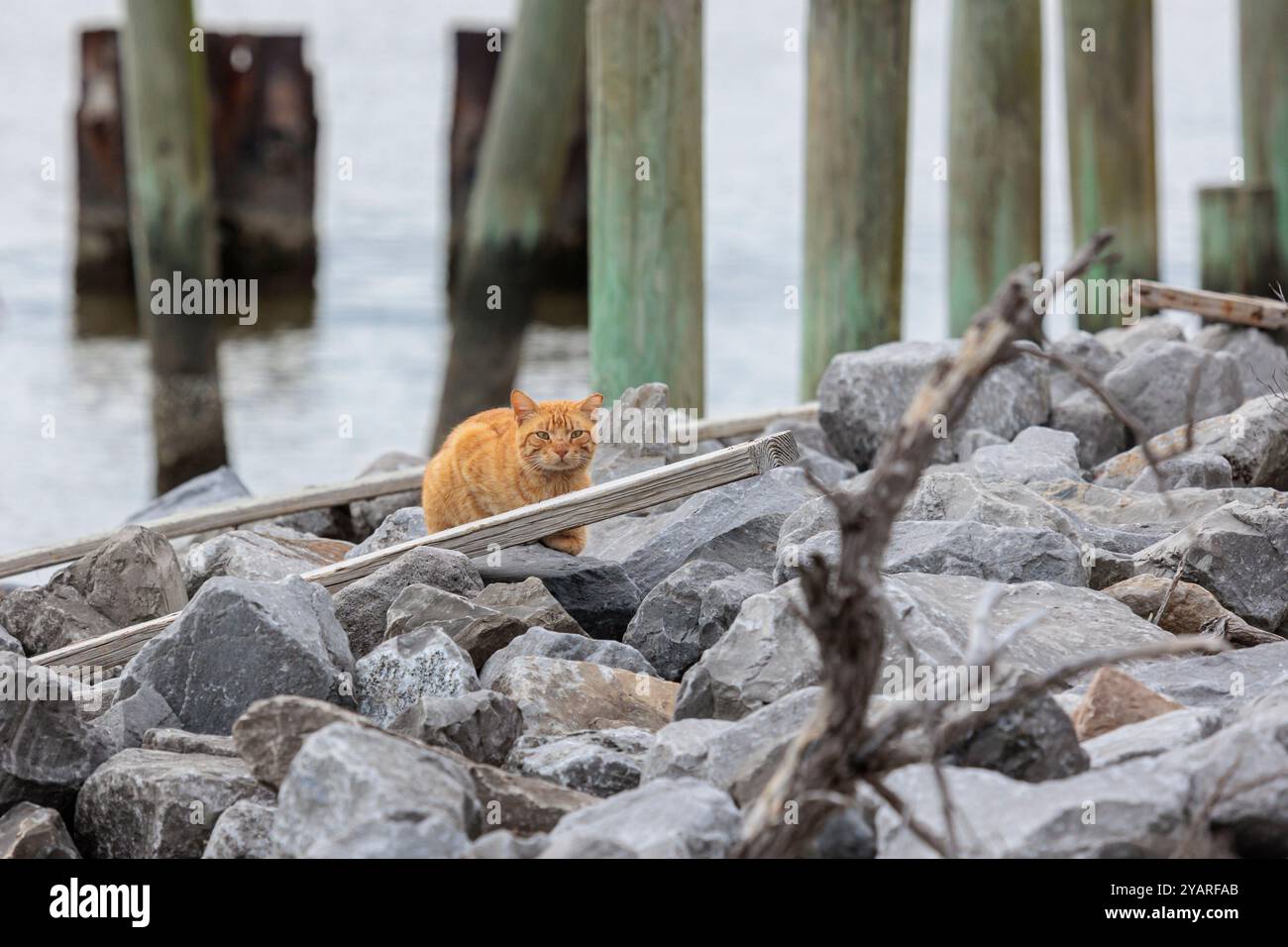 Feral tabby cat lying hi-res stock photography and images - Alamy