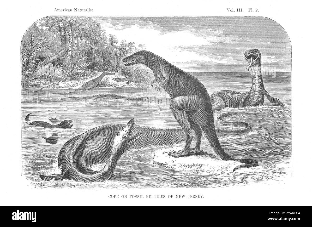 Cretaceous fossil drawing hi-res stock photography and images - Alamy