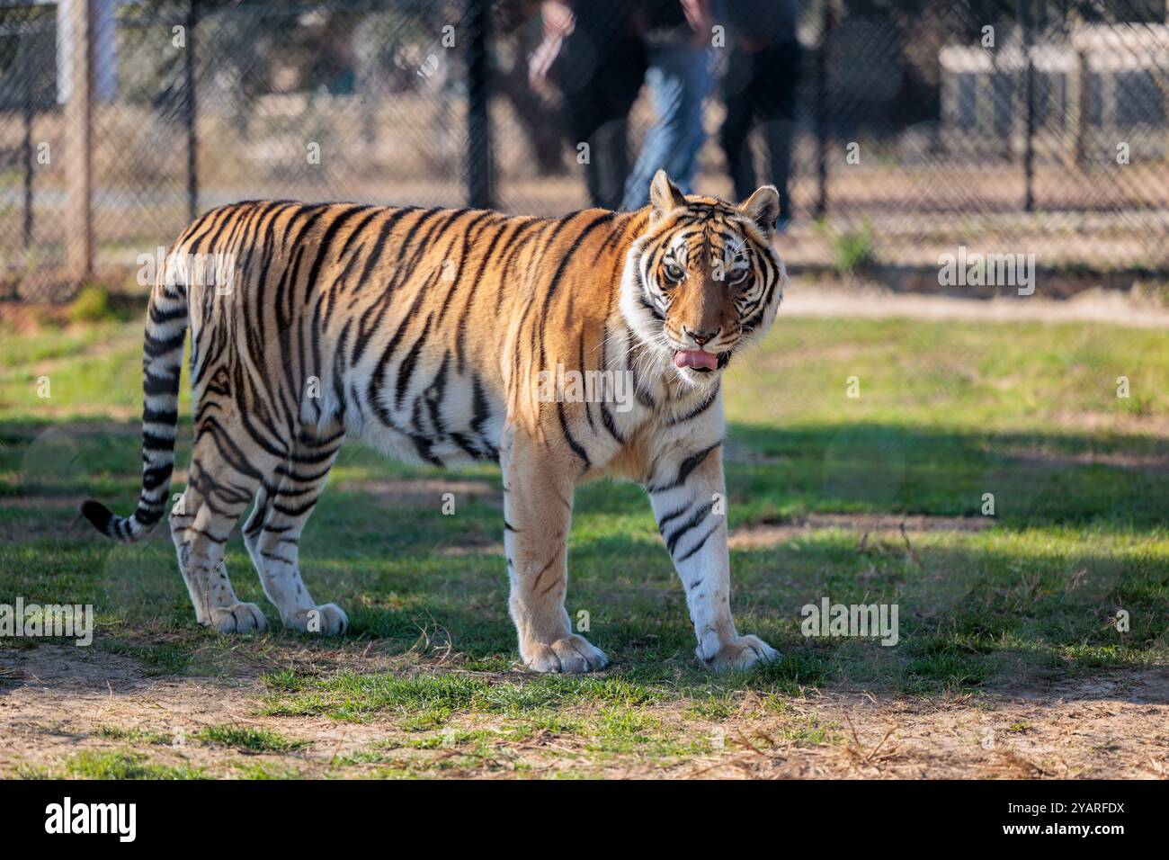 Endangered Bengal tiger at the Alabama Gulf Coast Zoo in Gulf Shores ...