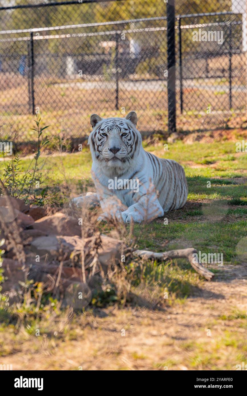 Alabama zoo hi-res stock photography and images - Alamy