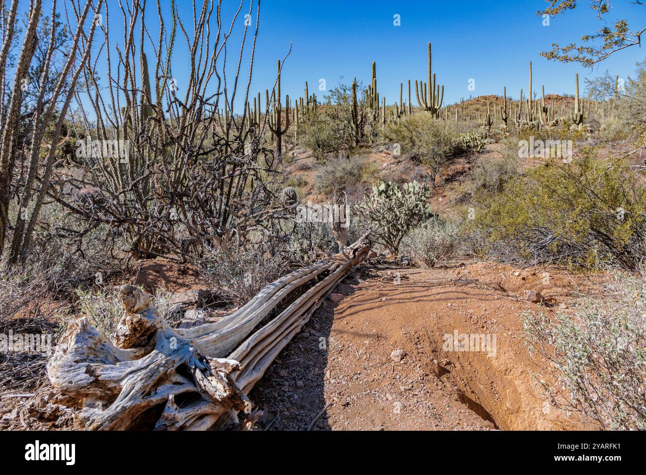 Dead and dried saguaro cactus skeleton along a trail at the Organ Pipe ...