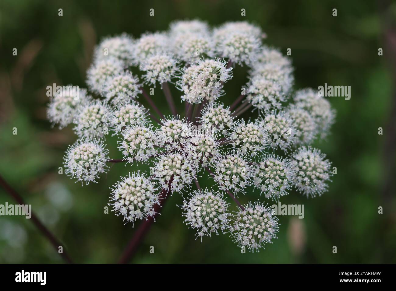 Beautiful white flower hedge hi-res stock photography and images - Alamy