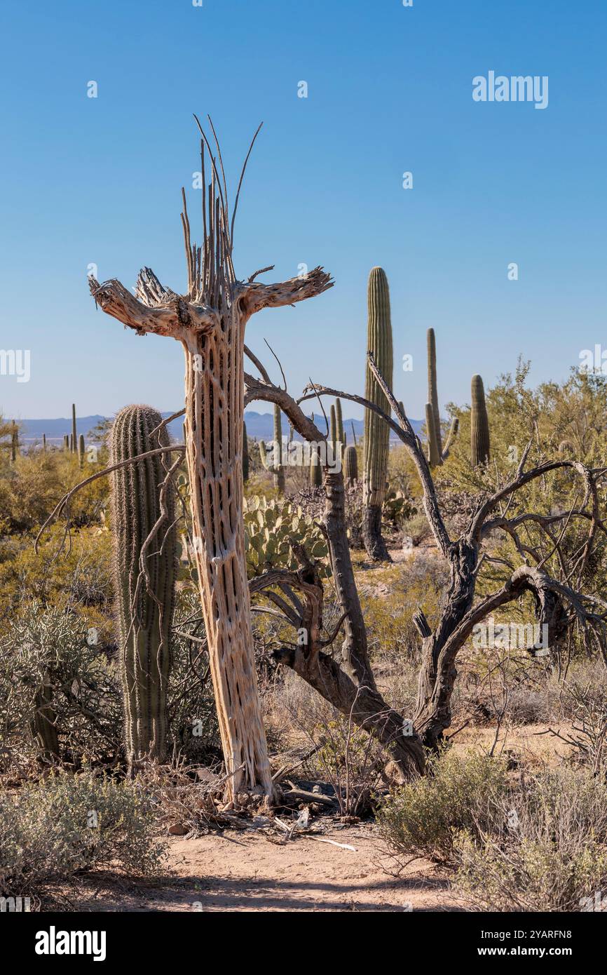Dead and dried saguaro cactus skeleton along a trail at the Organ Pipe ...