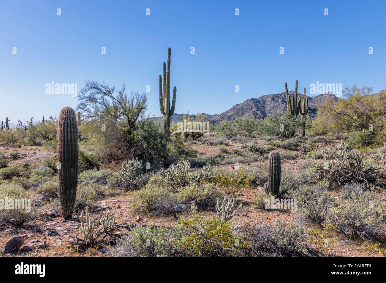 Variety of native cacti at the White Tank Mountain Regional Park in ...