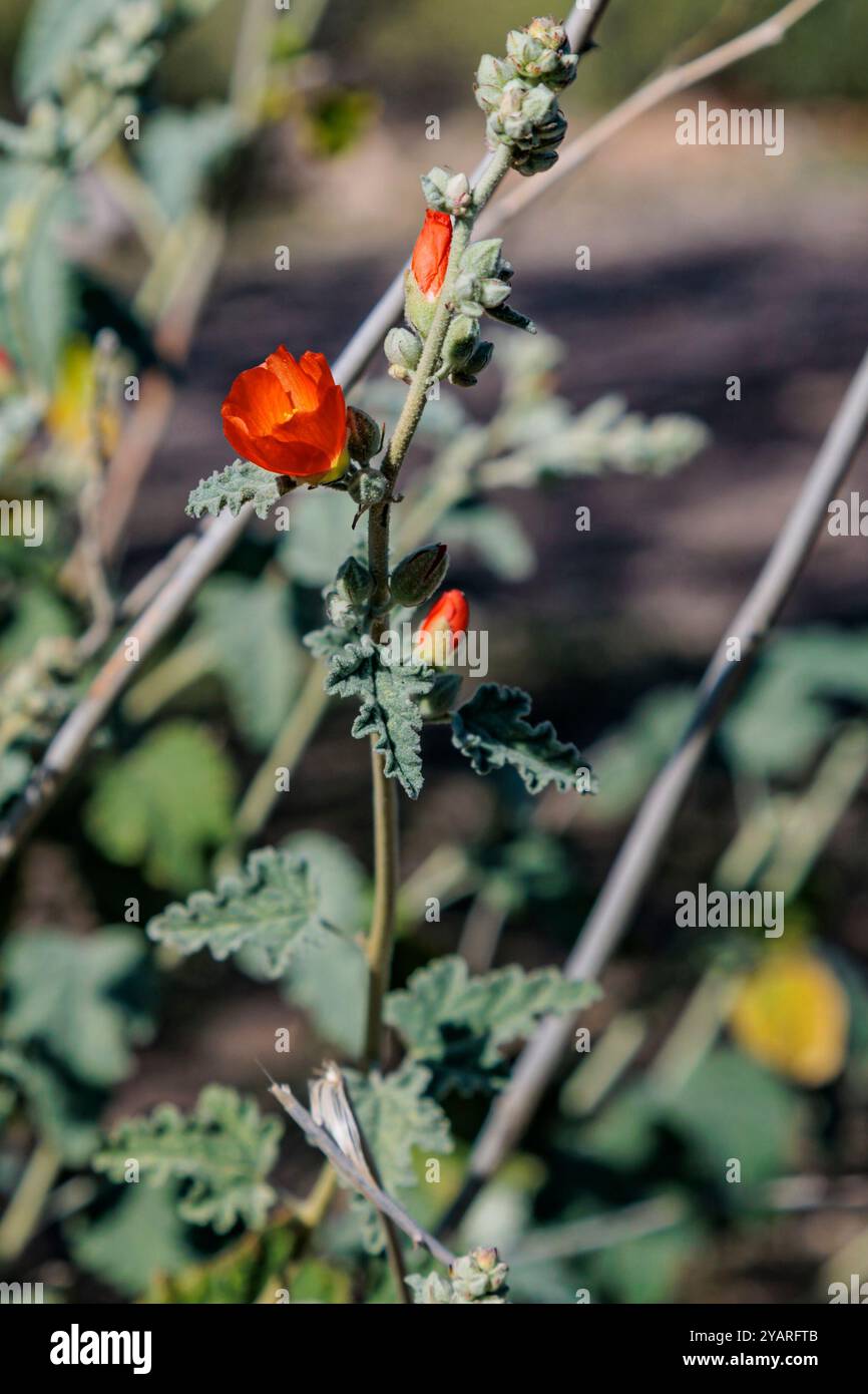 Close up of a budding desert globe mallow (Sphaeralcea ambigua) plant ...